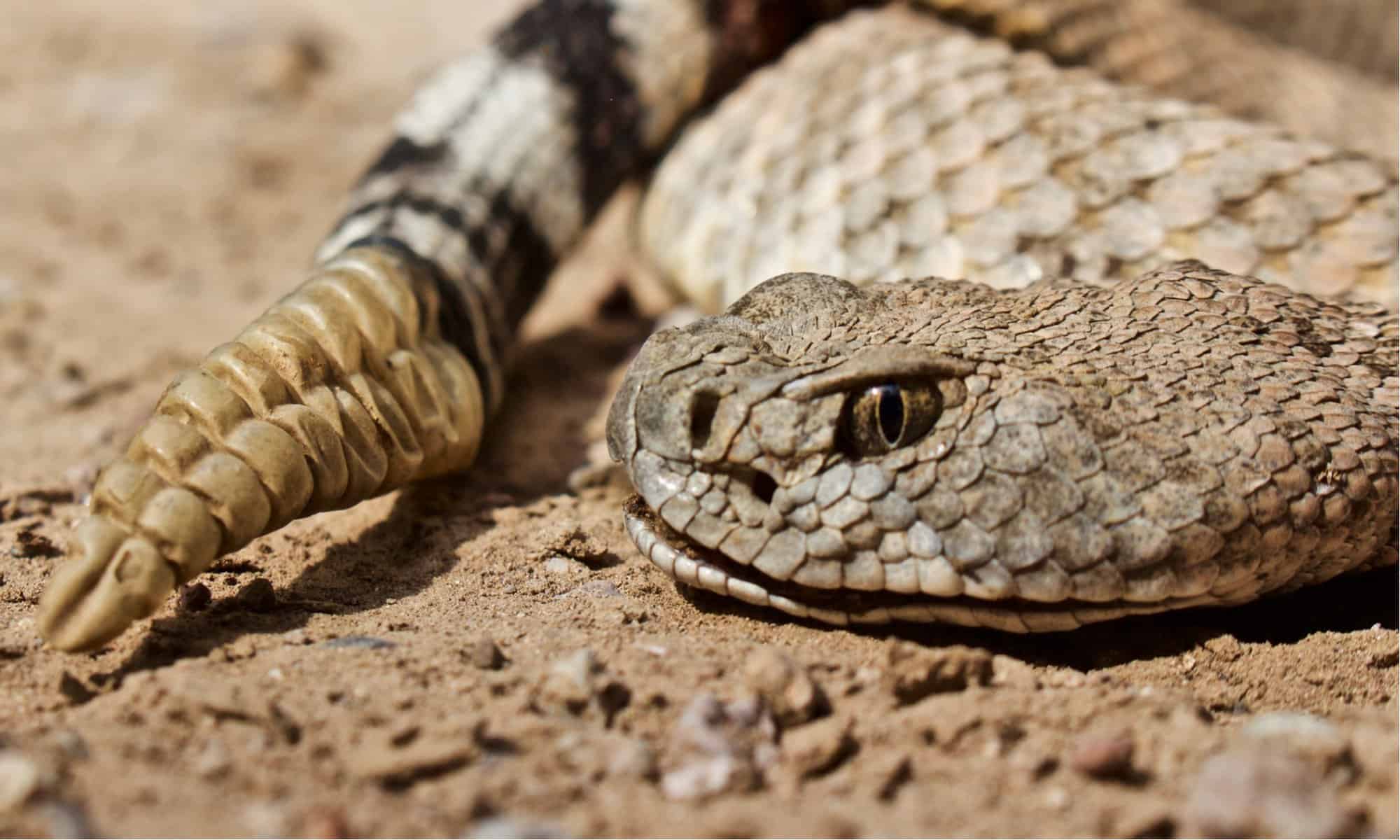 The US states where you’re most likely to be bitten by venomous snakes