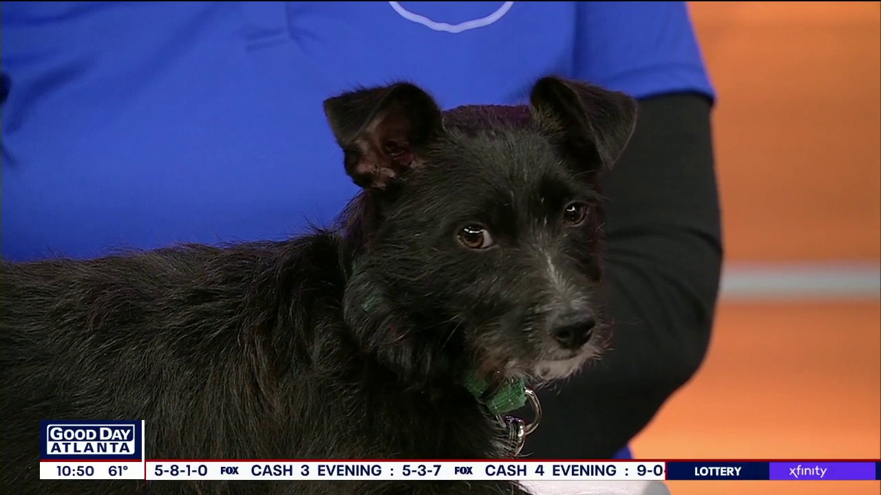 Pet of the day: Cassanova