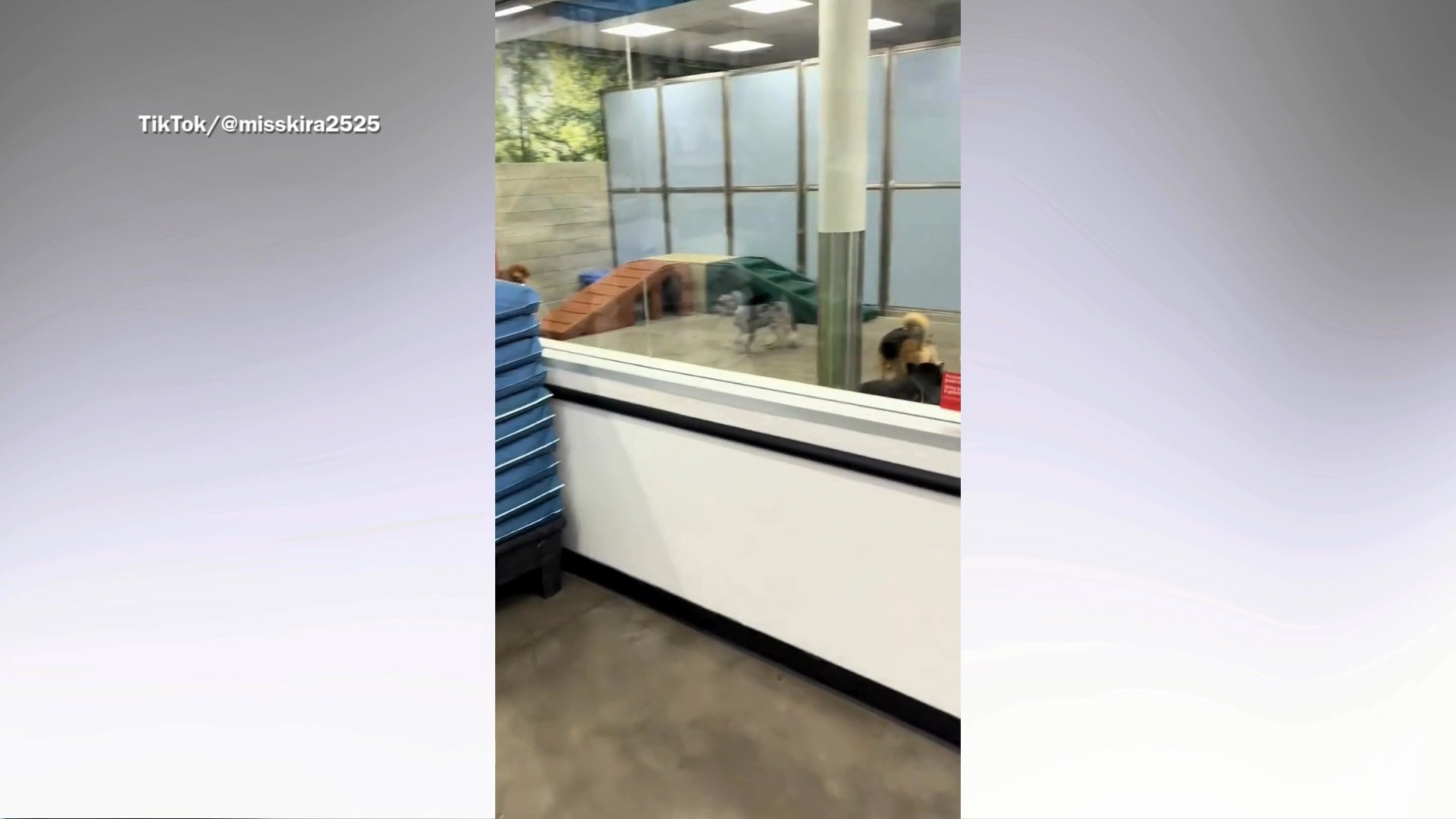 What owner sees corgi doing at daycare