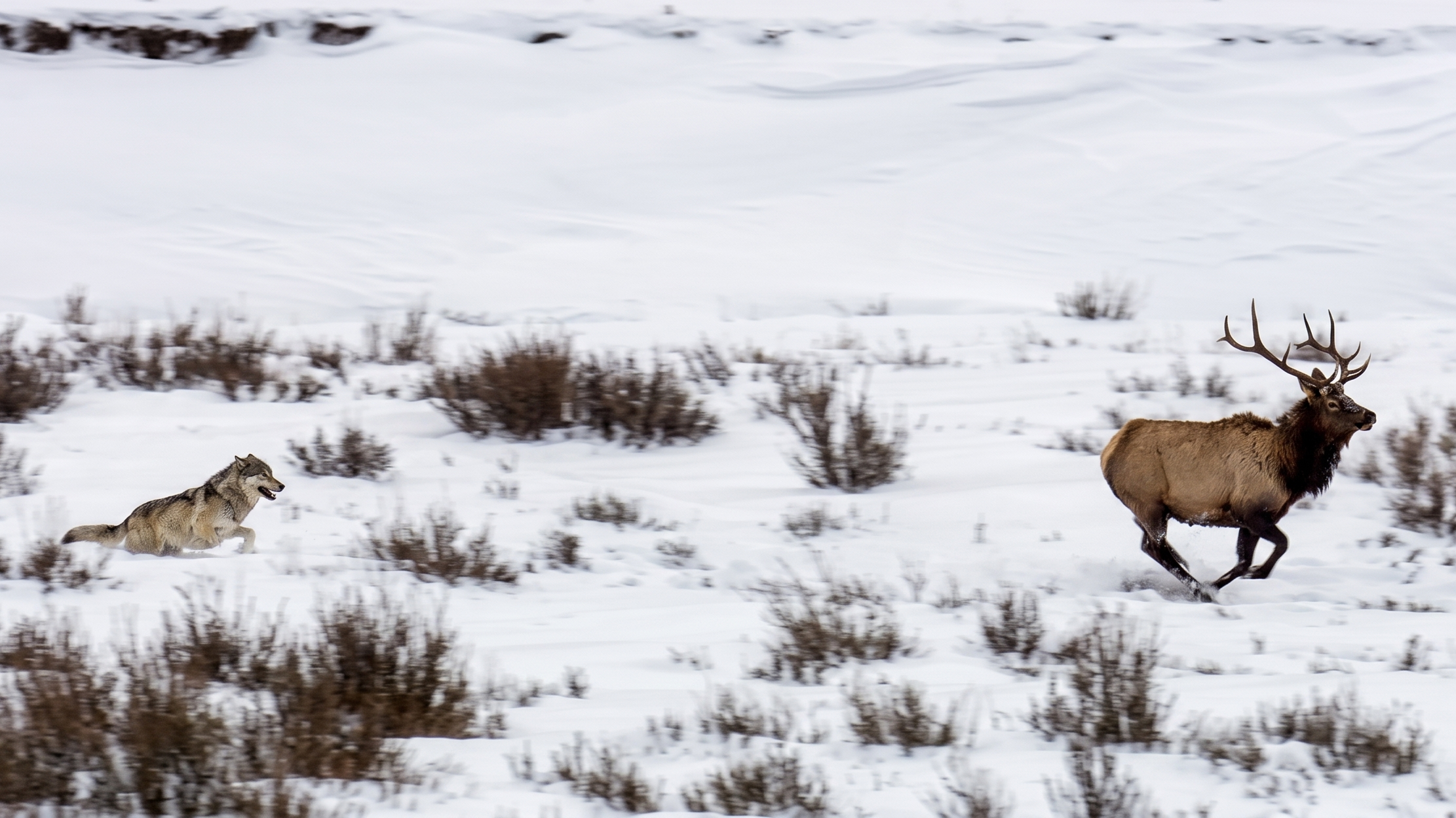 Watch what happens when a wolf catches up to an elk