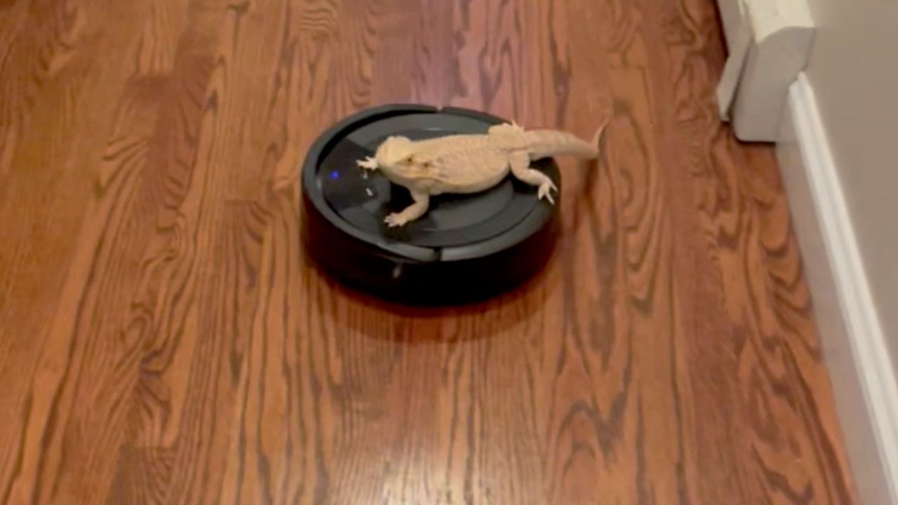 Bearded dragon rides on a robot vacuum cleaner