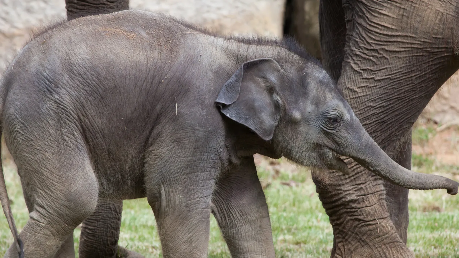 Baby elephant Linh Mai set for public debut at National Zoo April 22