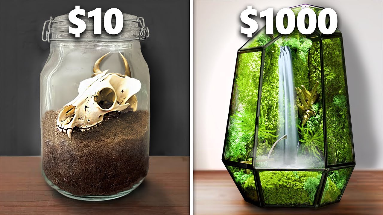 $10 vs $1,000 terrarium ecosystem!