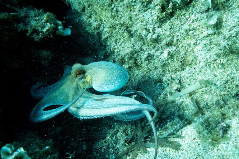 Inky the octopus' escape from a New Zealand aquarium 10 years later ...