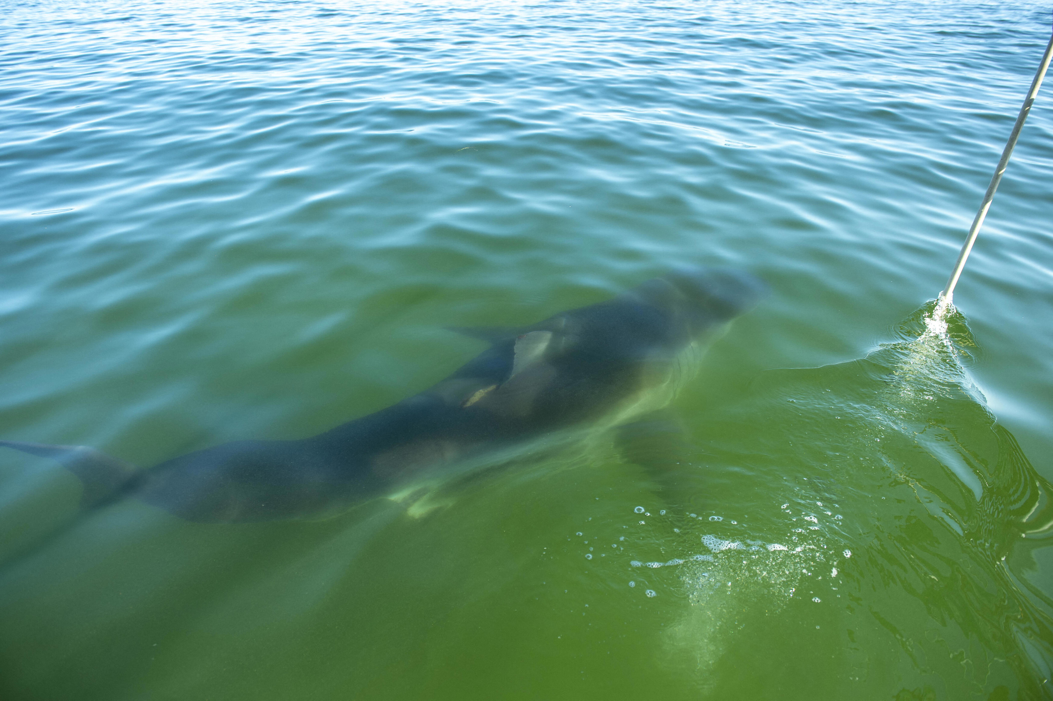 Great white sharks leave San Diego waters for now