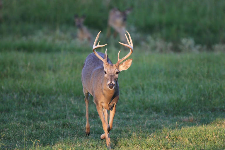 AGFC adjusts fishing and hunting regulations, sets waterfowl season dates