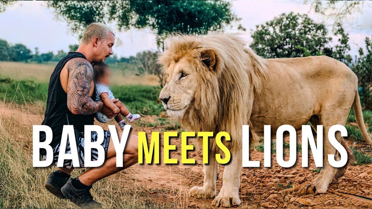 Baby meets lion