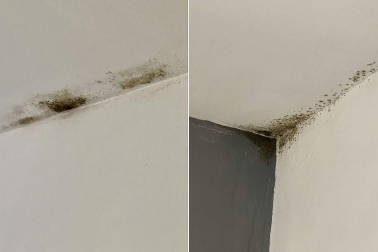 I cleaned mould with 2 supermarket sprays – the cheapest killed the ...