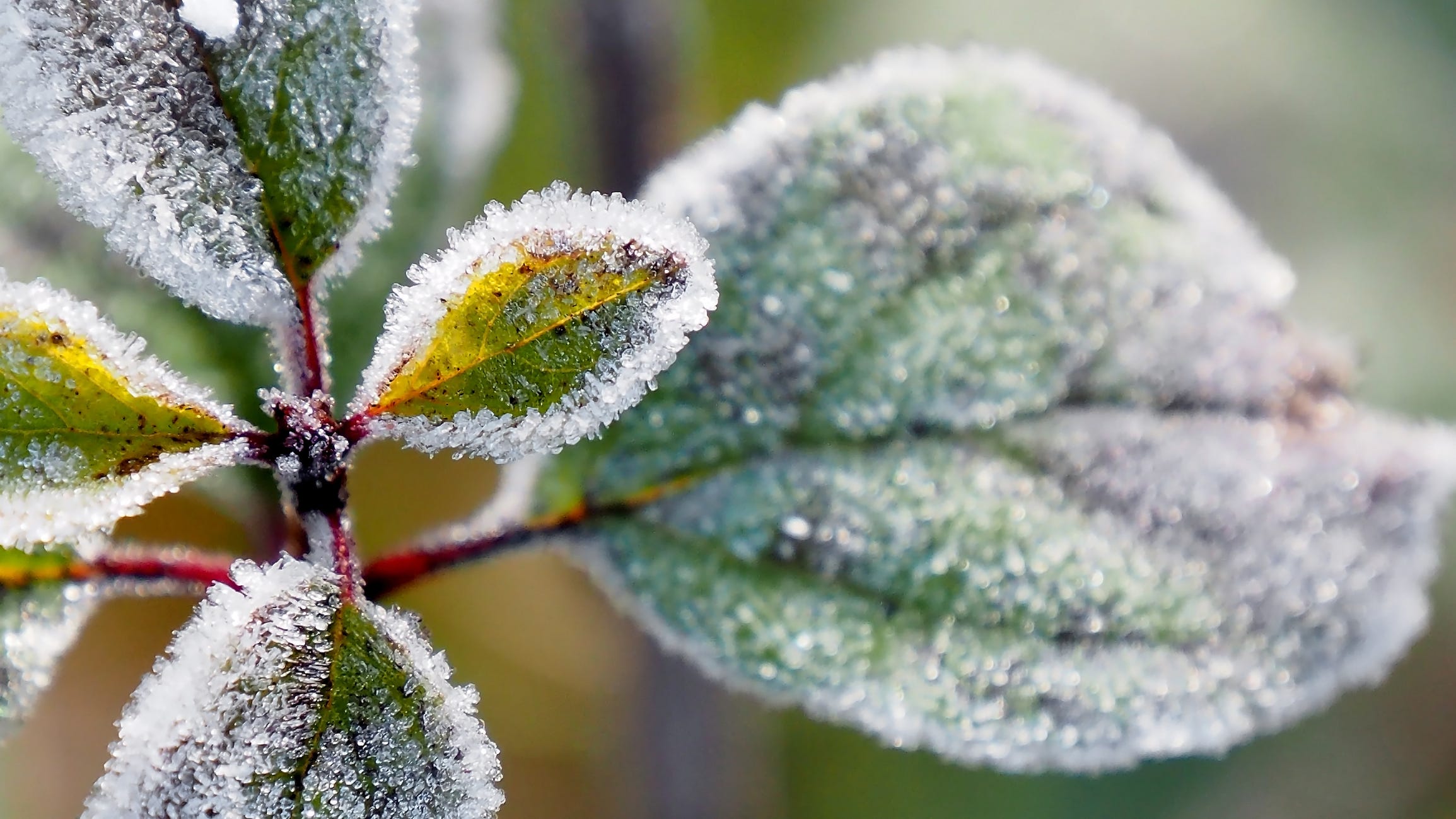 Freeze warning issued for parts of NY as temps plunge into 20s ...