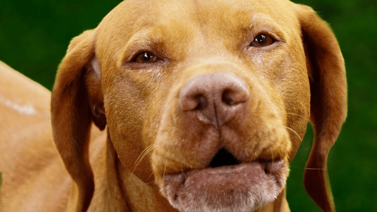 I own an aggressive dog, and this is what I discovered while taking ...