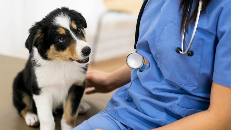 Meloxicam for dogs: uses, dosage and side effects