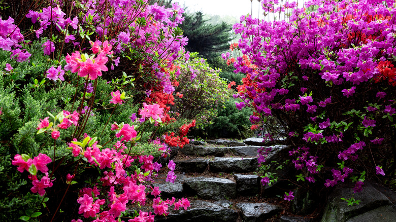 The National Garden Bureau picks the top flowers to plant in 2026