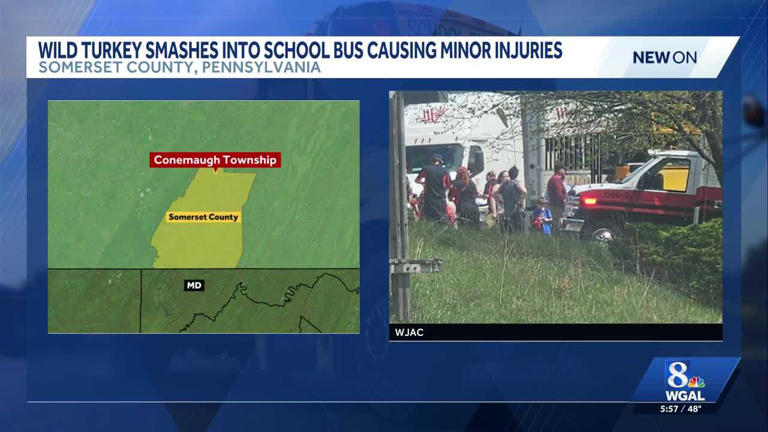 Wild turkey flies through school bus windshield, injures several ...