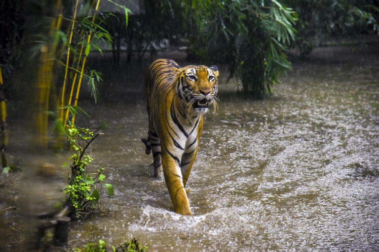 Would you sleep next to a tiger? Inside China's controversial glass ...