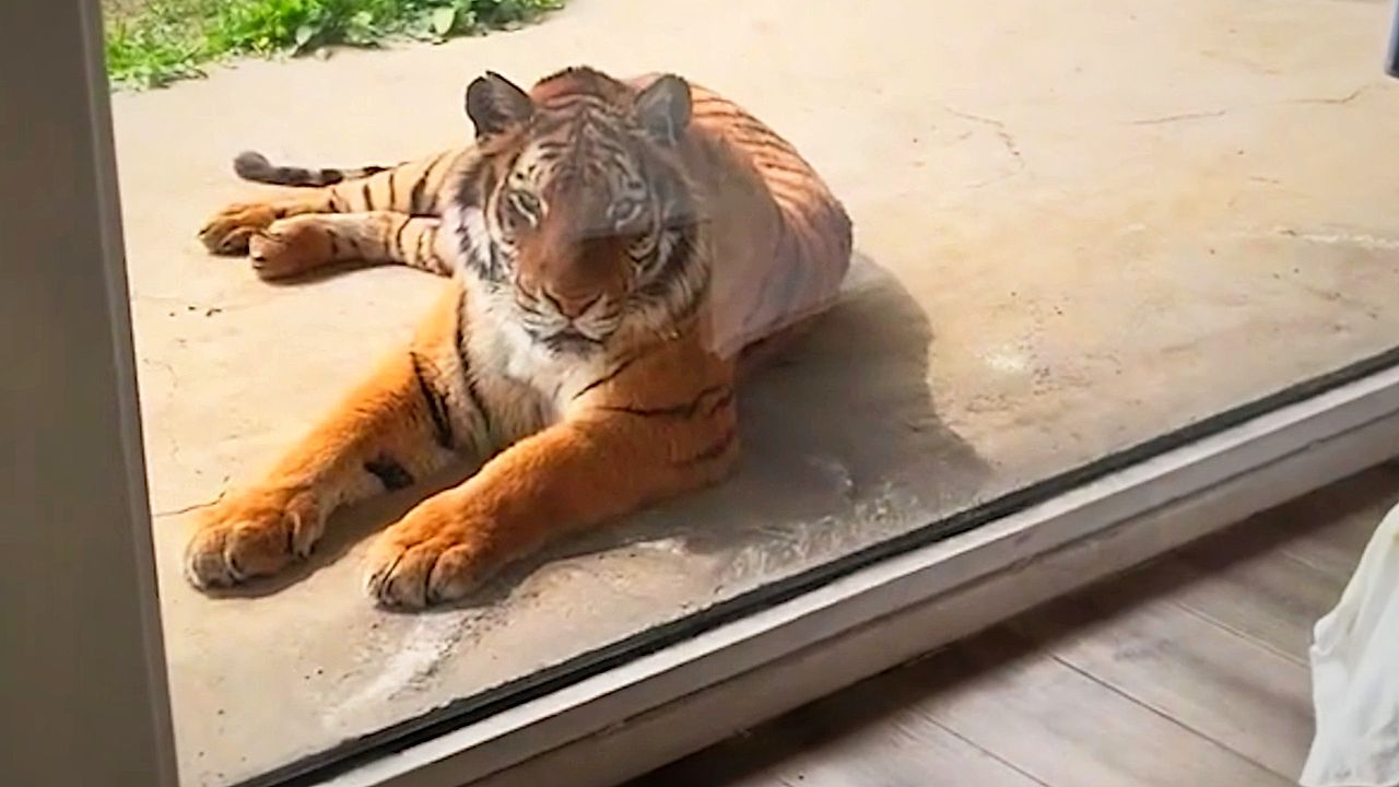 Chinese zoo lets guests sleep next to live tigers