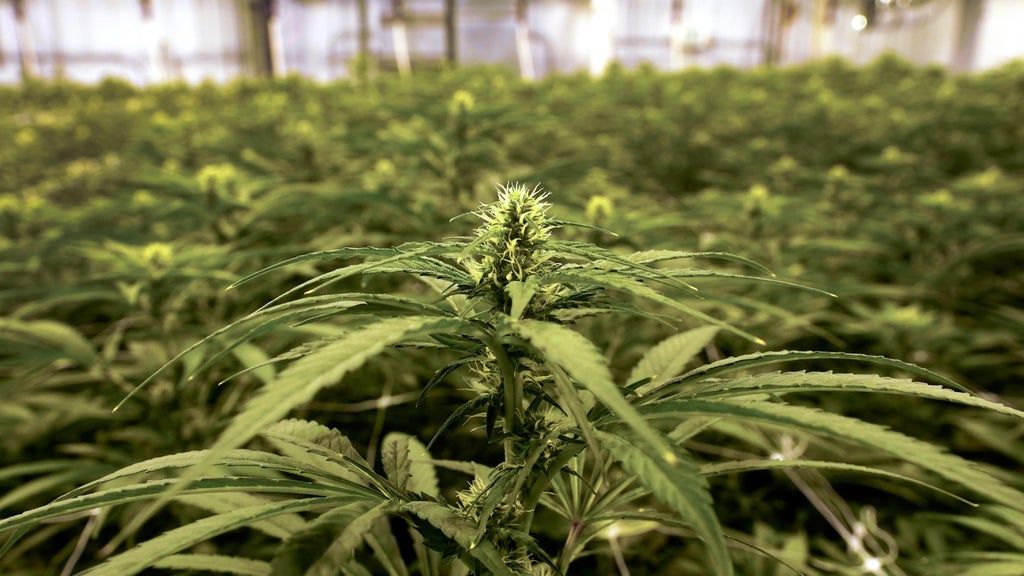 Pennsylvania lawmakers continue push for cannabis legalization with ...