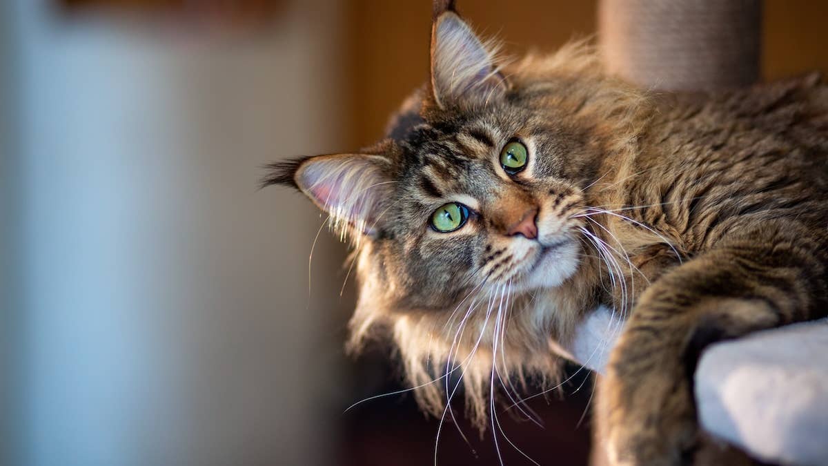 Home inspector calls someone mid-inspection after spotting ...