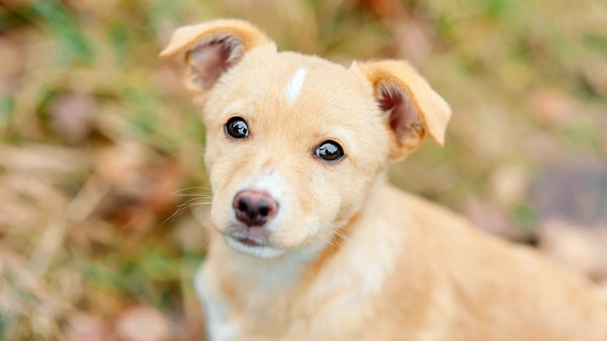 Dog left behind in empty house quietly chooses her new human