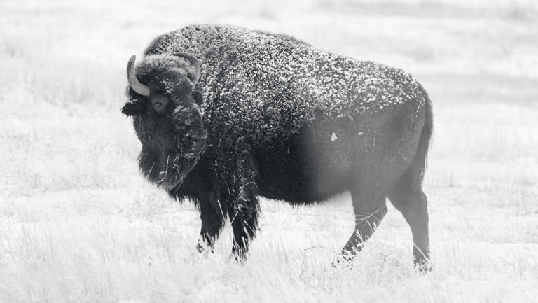 The oldest preserved meat ever eaten dates back 50,000 years