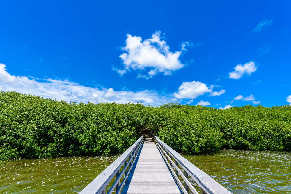 12 Southern US wildlife trips with boardwalks, swamps, and cypress trees