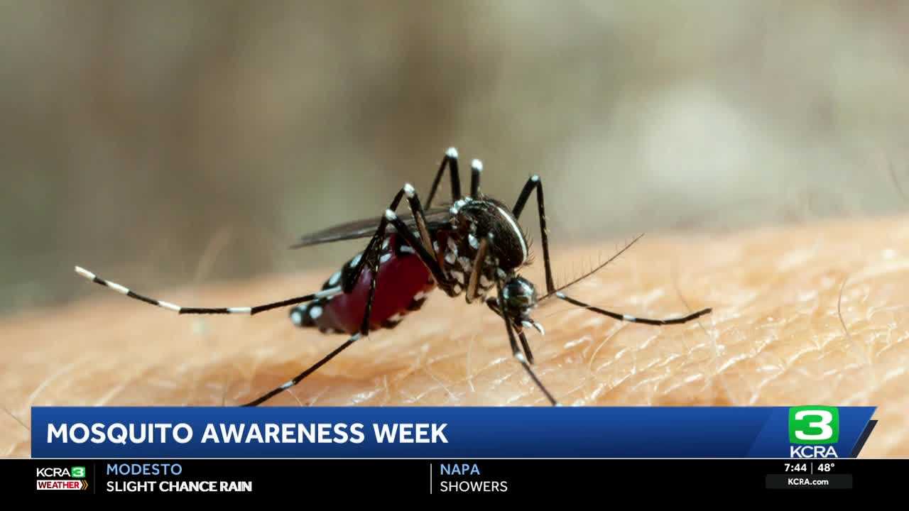 Mosquito Awareness Week kicks off: How to prevent mosquito breeding