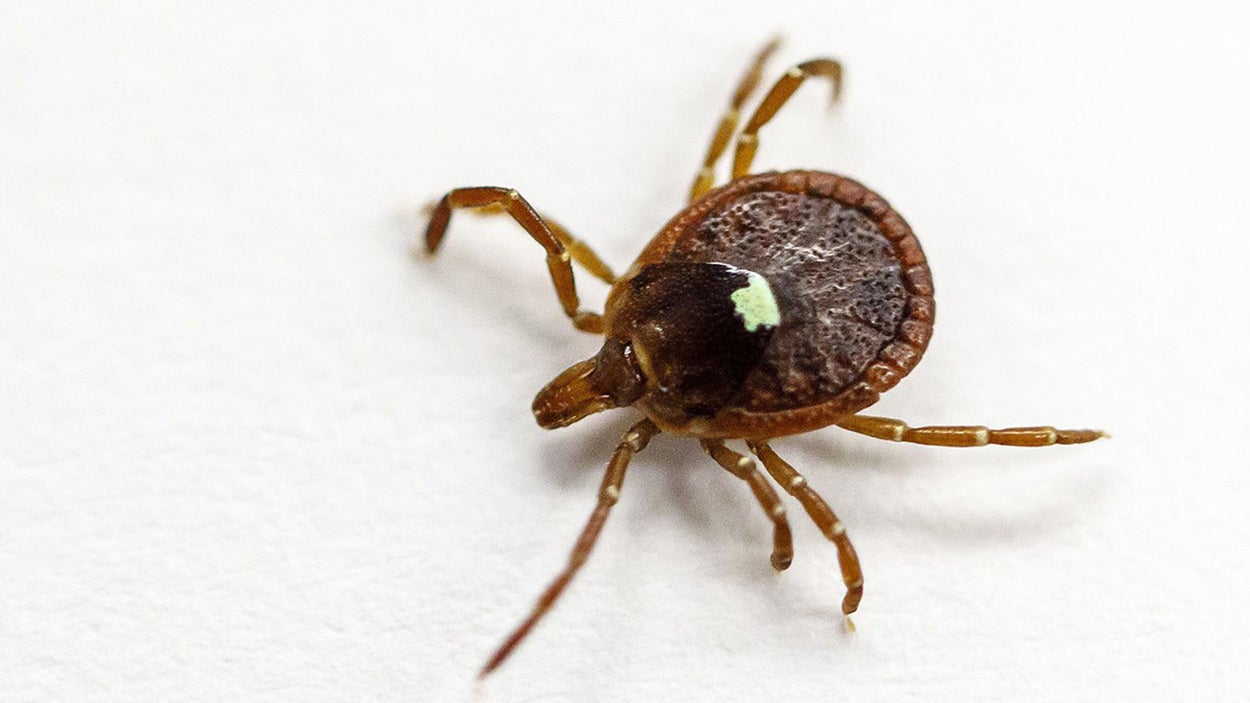 Federal officials unveil new plan in the fight against Lyme disease and ...