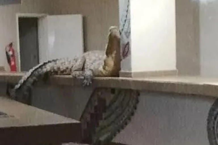 Terrified diners flee as 12ft monster crocodile storms restaurant for a ...