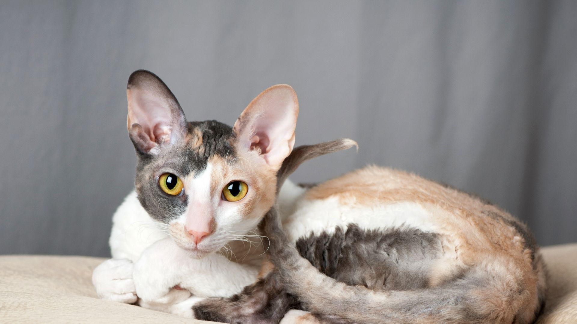 Interesting facts about Cornish Rex cats