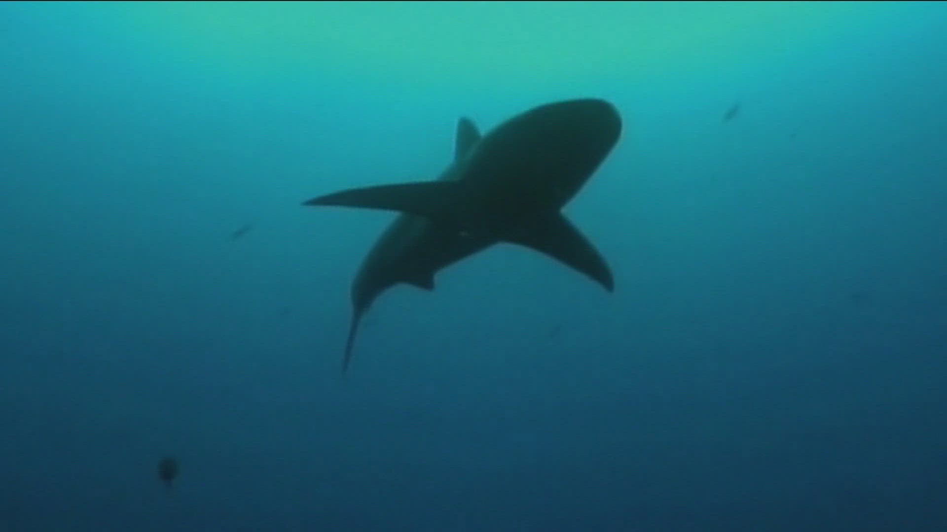 More shark activity in San Diego expected as marine heat wave pushes ...