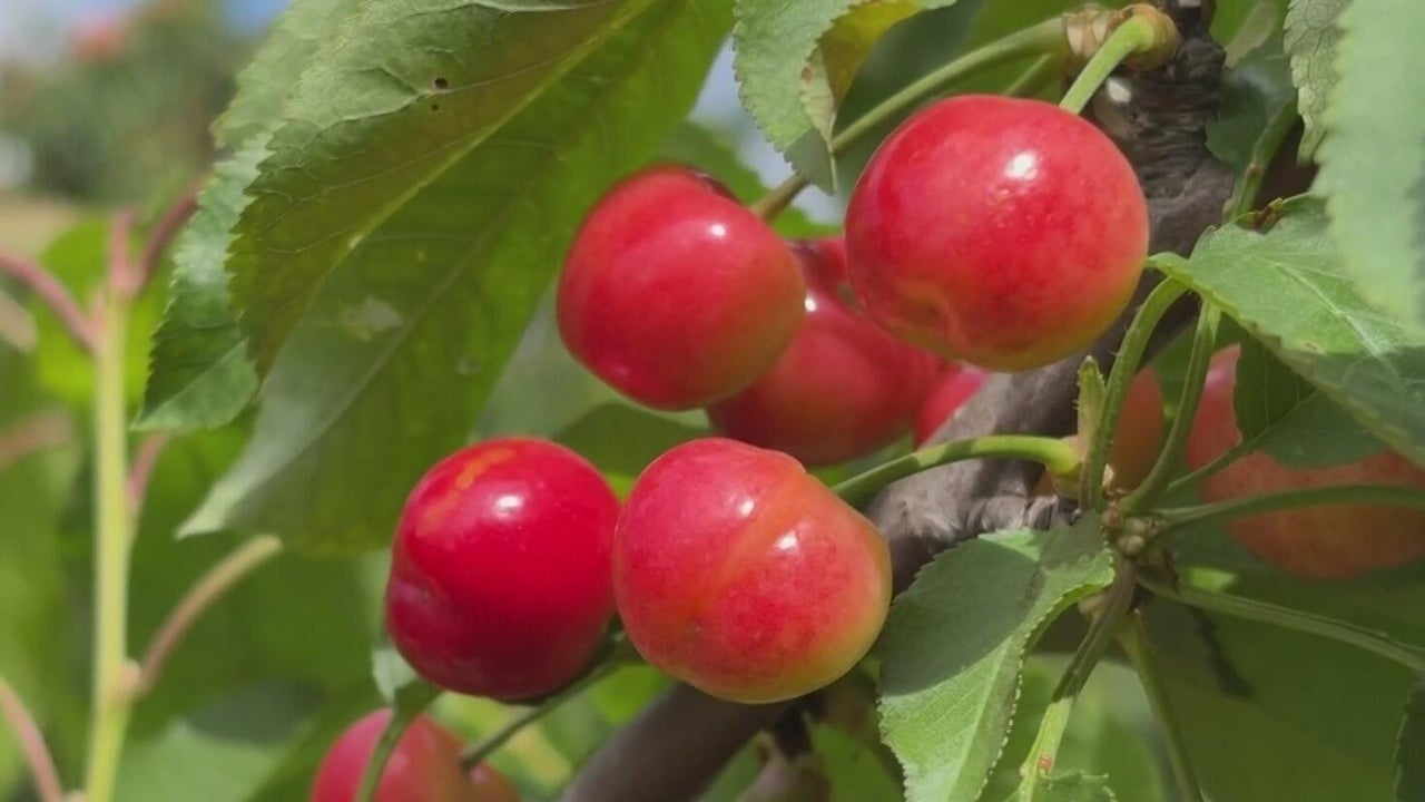Central Valley cherry farmers watch storm, fear damage to early harvest