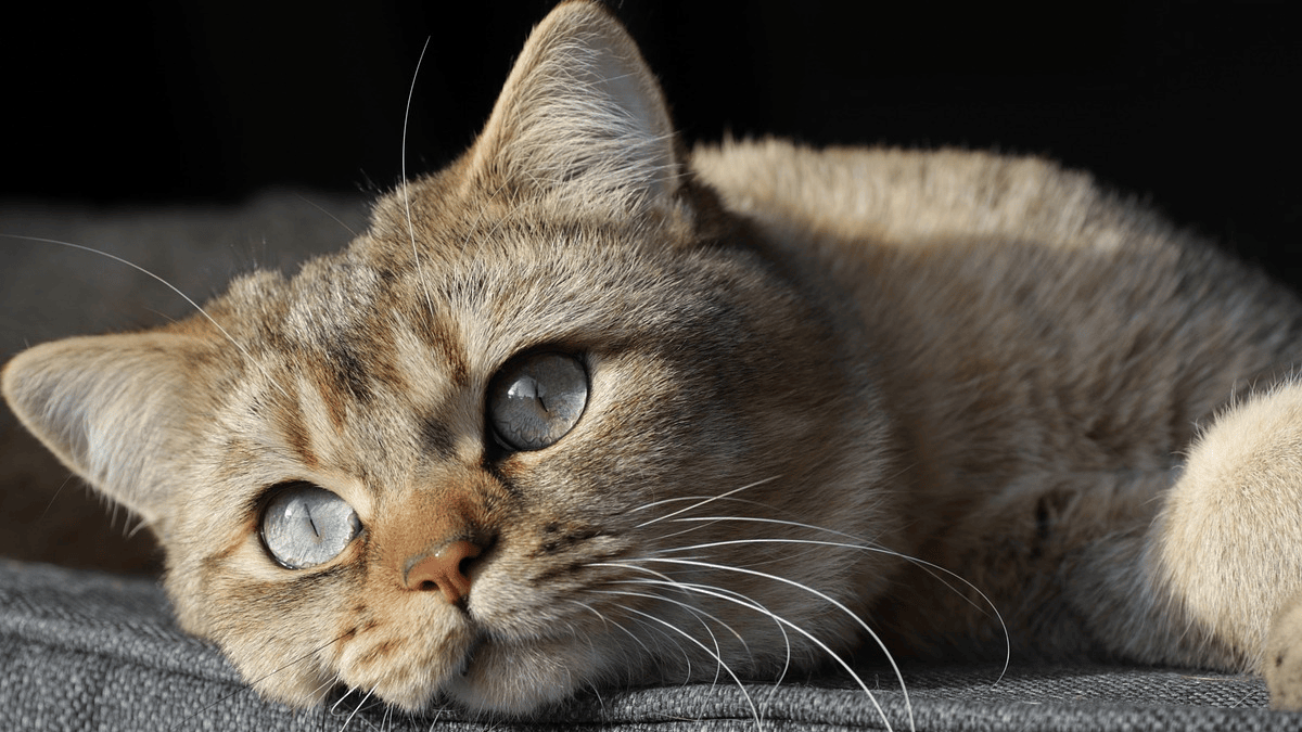 Is your cat happy? He loves it when you do these 7 things that you ...