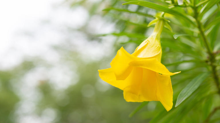 The fragrant privacy tree that birds & butterflies may flock to in your ...