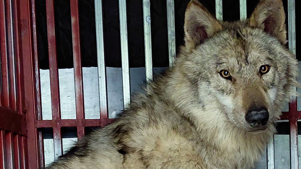 늑구 이어 광명 사슴까지…도심 동물 탈출에 공포 대신 응원