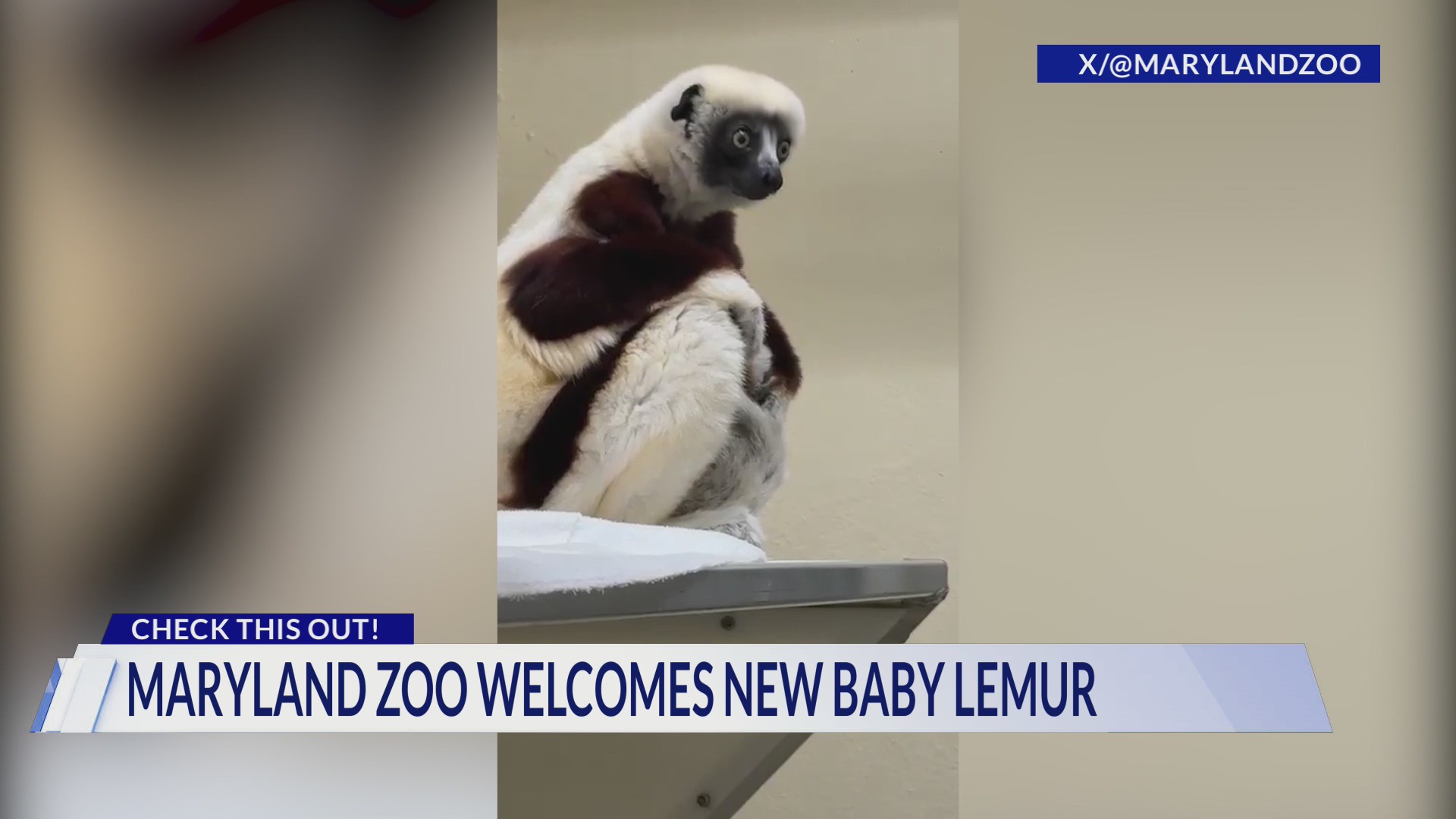 Maryland Zoo welcomes new baby lemur