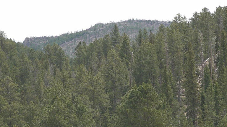 Campfires restricted to designated sites in Black Hills Forest Fire ...