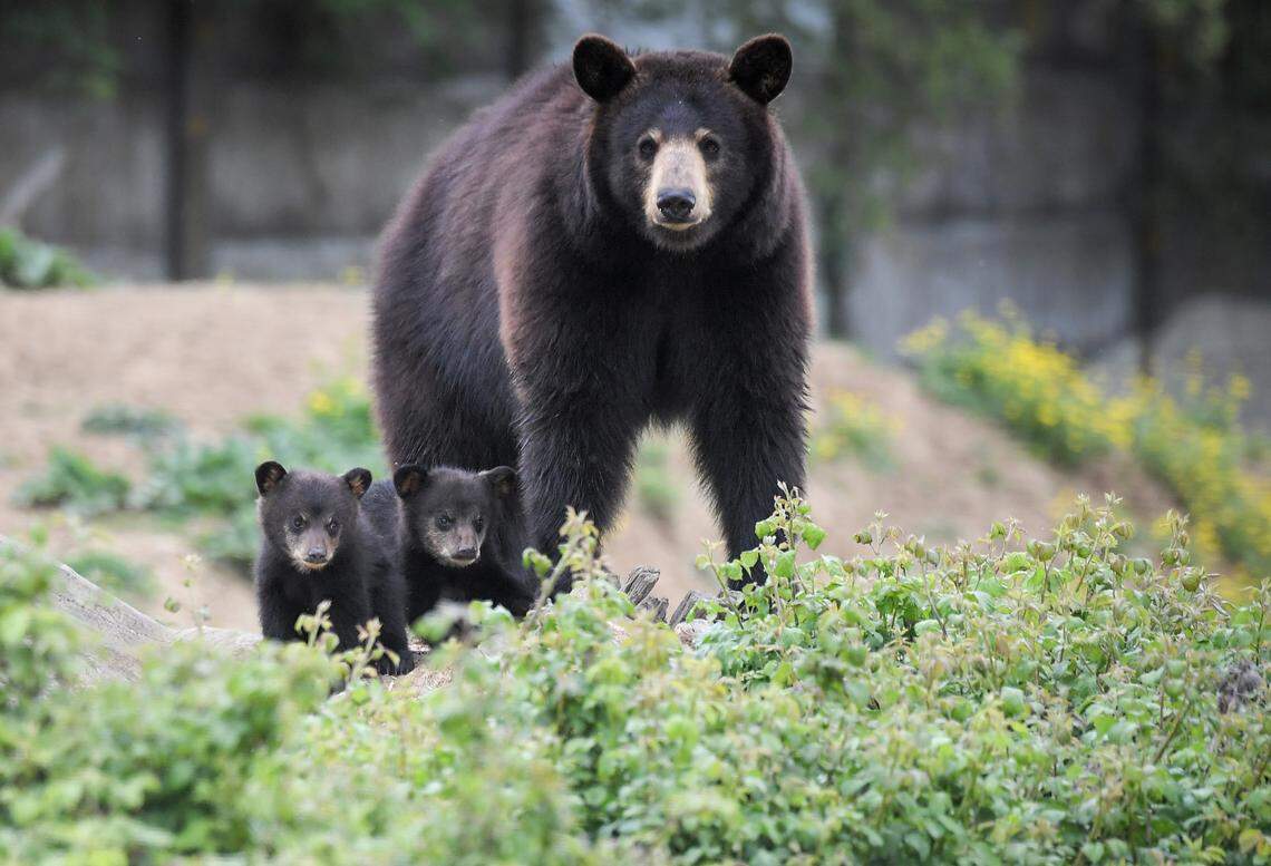 Did a bear and 4 cubs really live under a New Jersey home for weeks ...