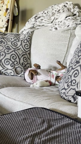 Adorable dachshund playfully rolls on the couch