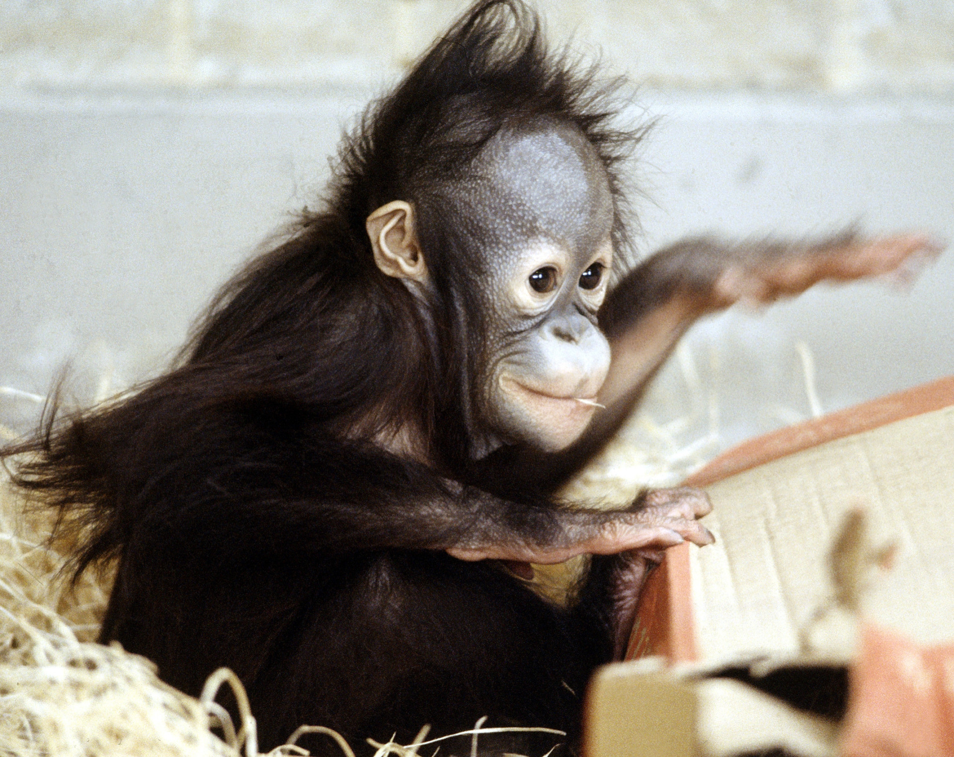 The animals with the best dance moves