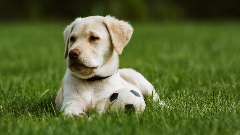 The distinct differences between English and American Labrador ...