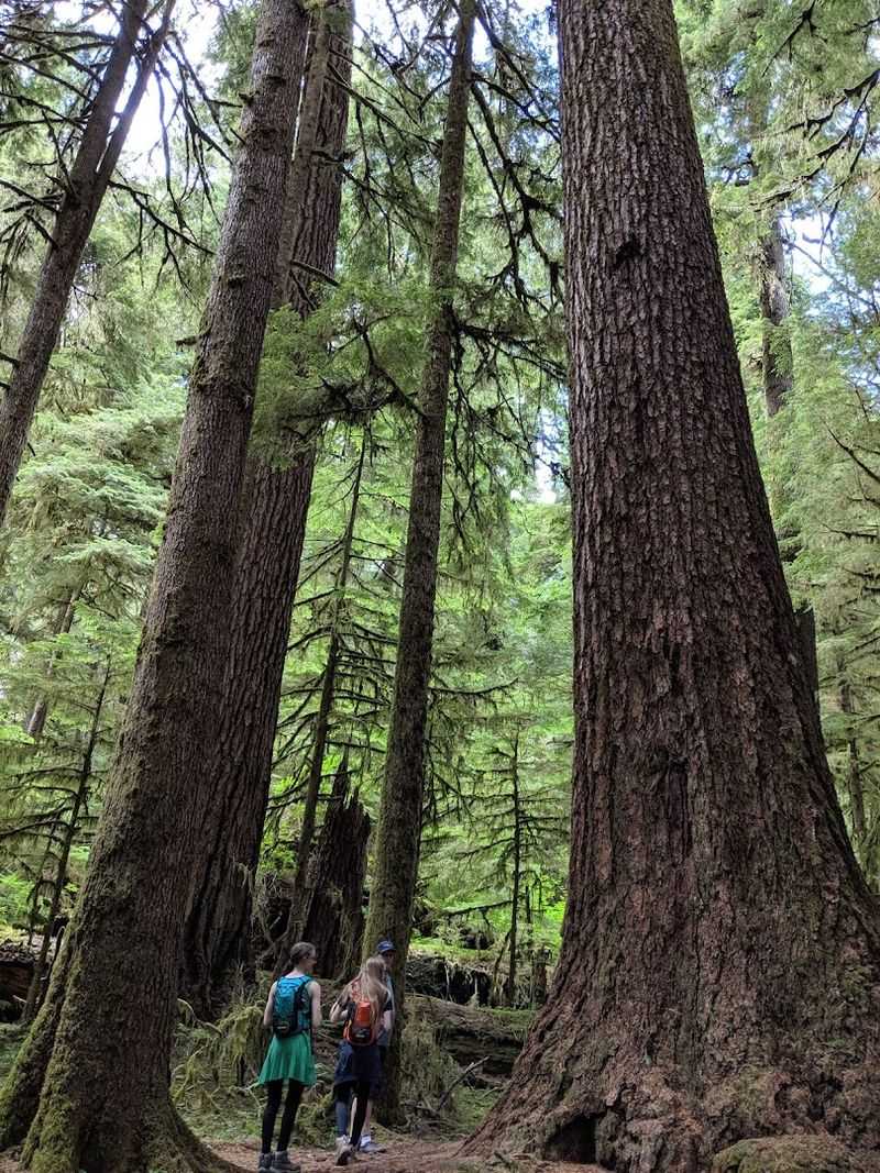 This magical Oregon old-growth hike feels like stepping into a fairytale