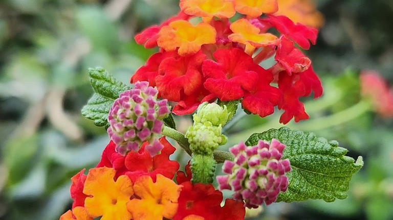 The drought-tolerant flower that delivers vibrant color from spring to ...