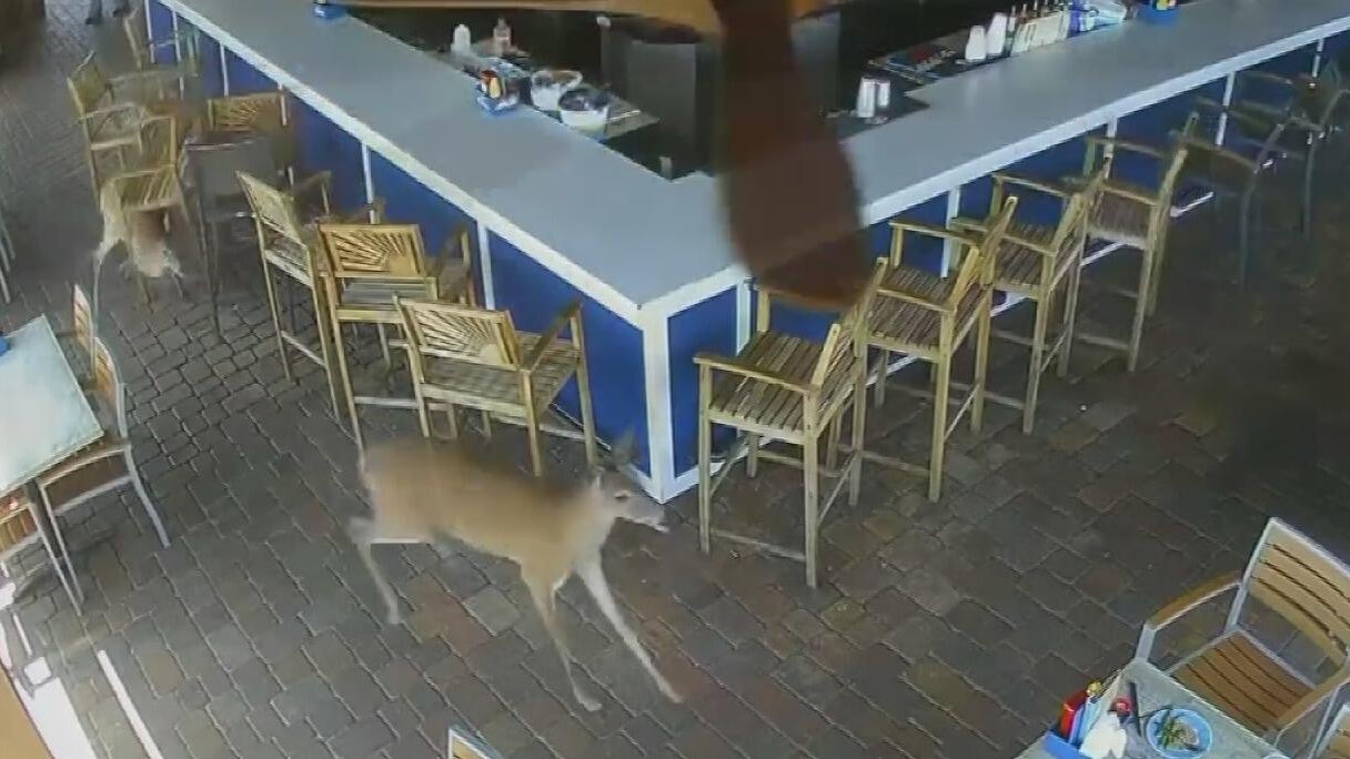 Video shows deer dash through Florida restaurant, knocking over chairs ...