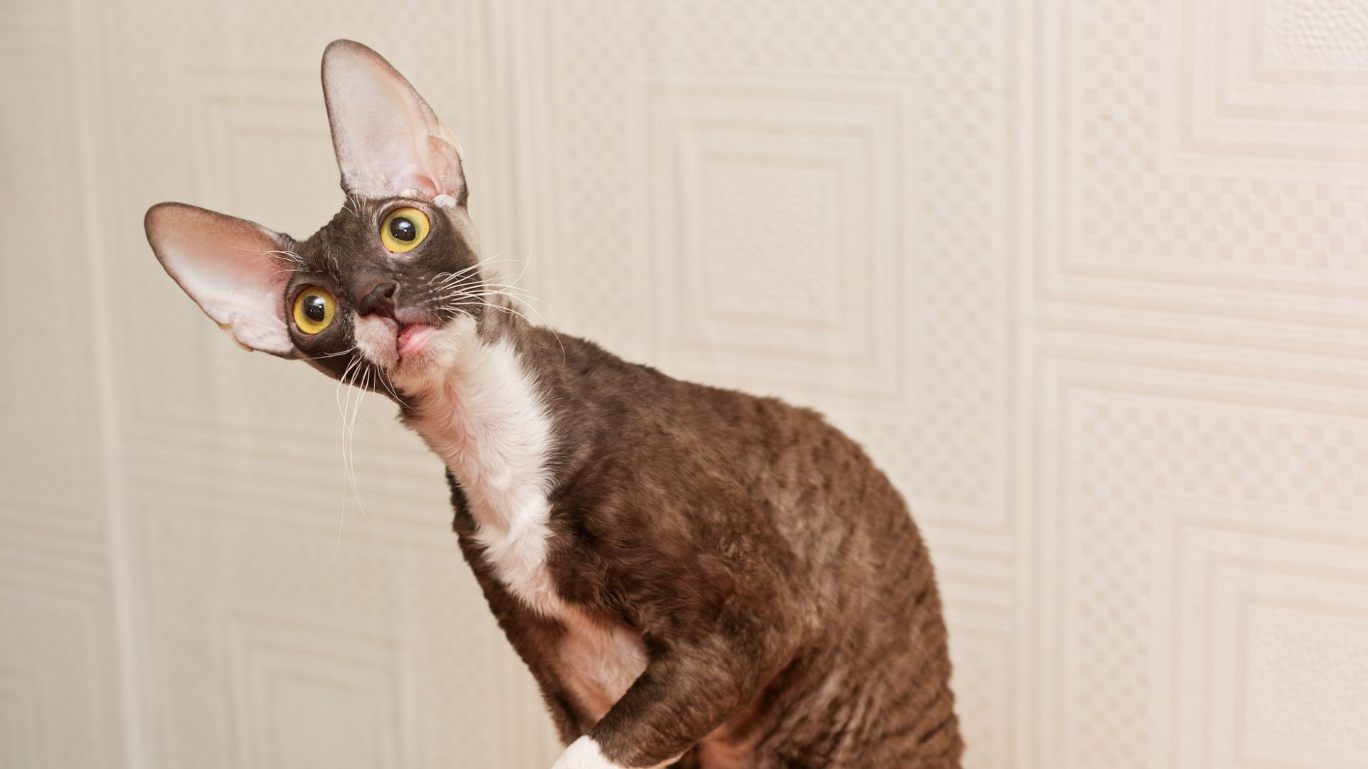 Interesting facts about Cornish Rex cats