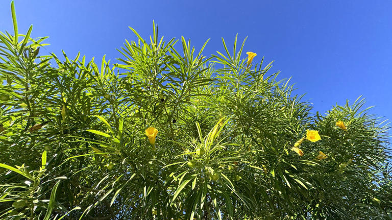 The fragrant privacy tree that birds & butterflies may flock to in your ...