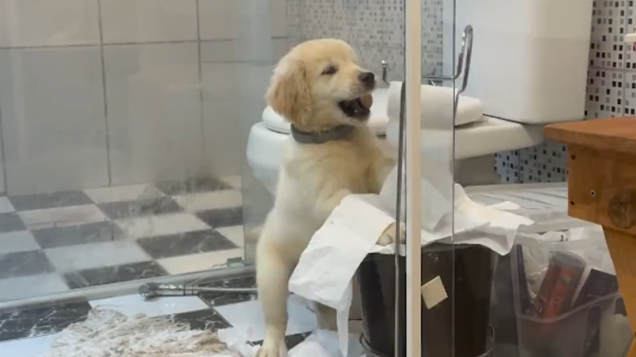 Golden puppy destroys toilet paper roll