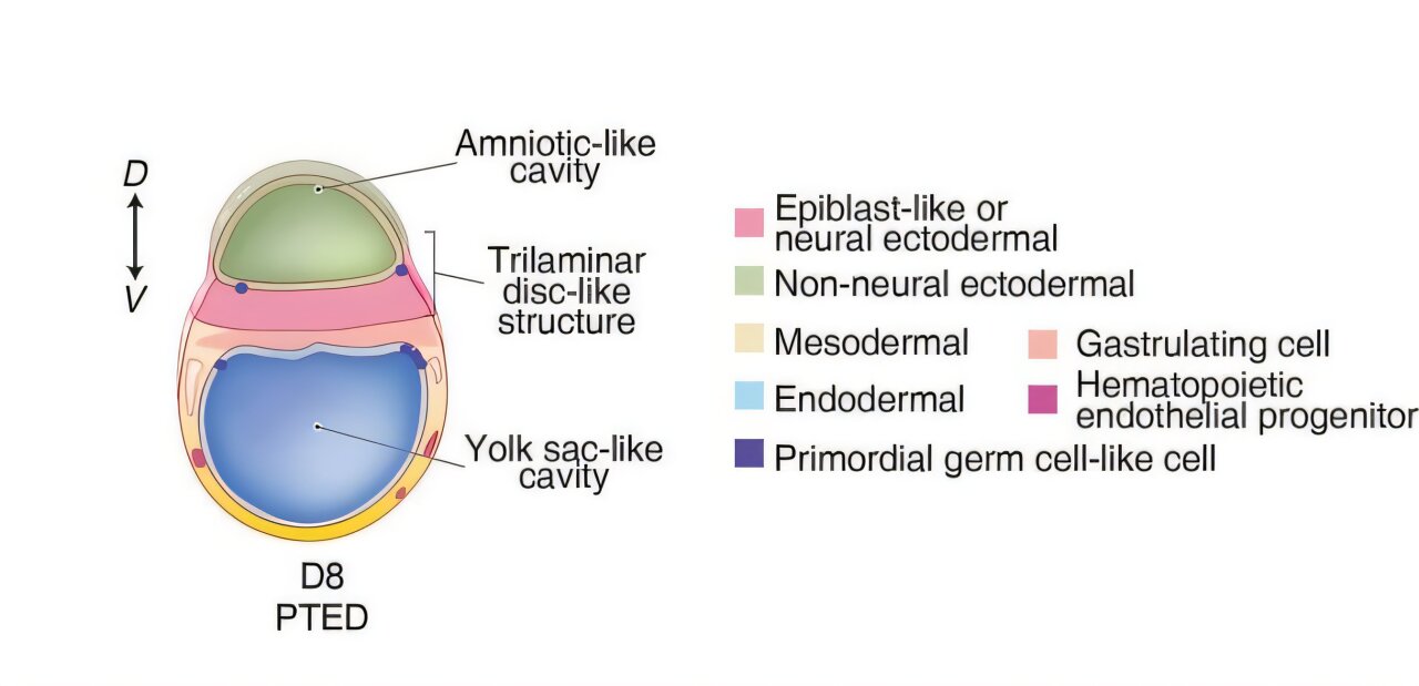 Stem cell embryo model grows yolk sac without hypoblasts or gene editing