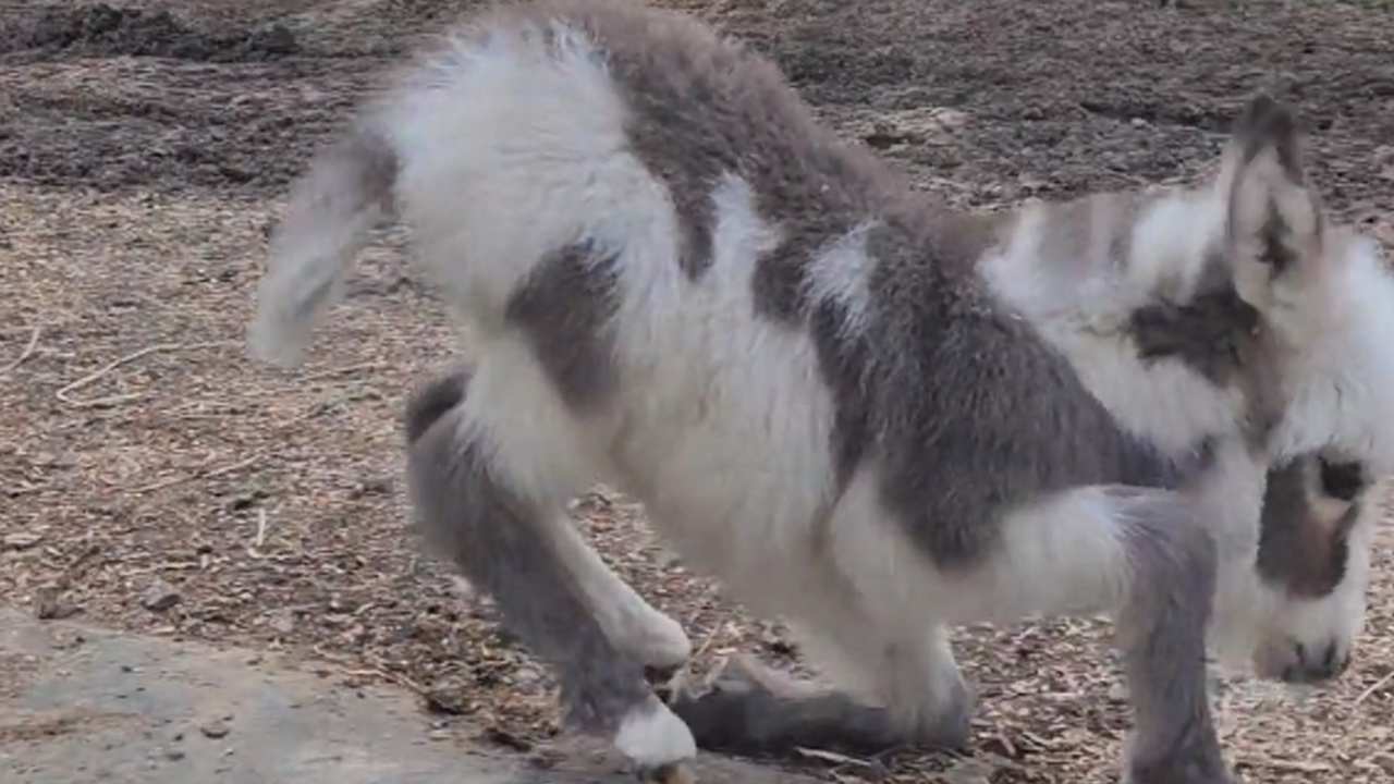 Baby mini donkey learns to roll over