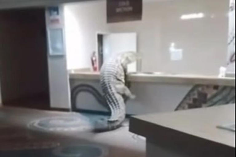 Terrified diners flee as 12ft monster crocodile storms restaurant for a ...
