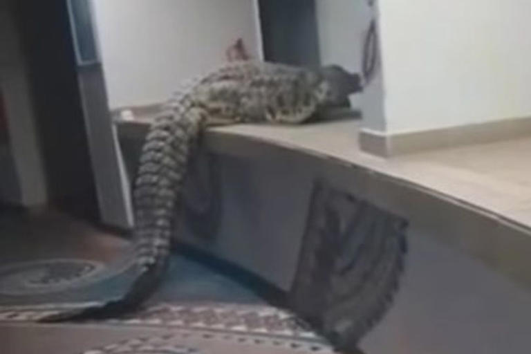 Terrified diners flee as 12ft monster crocodile storms restaurant for a ...
