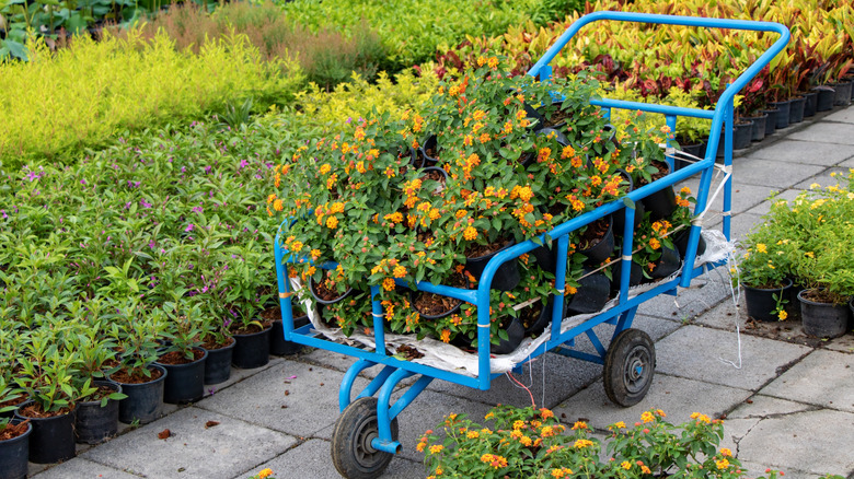 The drought-tolerant flower that delivers vibrant color from spring to ...